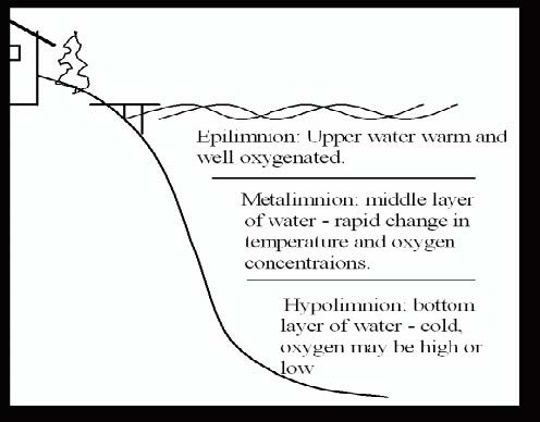 WVCA - Pond and Lake Ecosystems